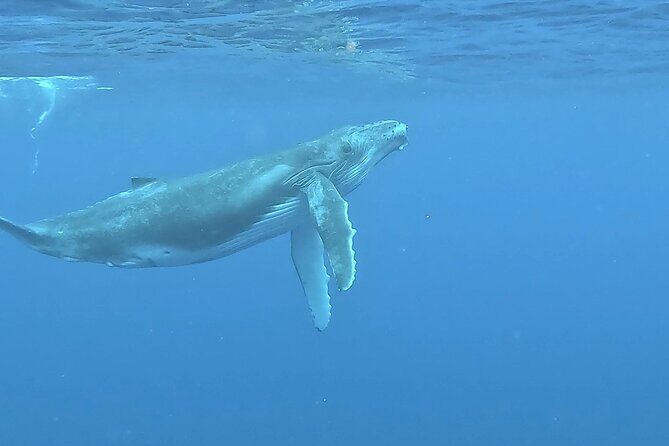4 Hour Private Humpback Whales Encounter in Moorea - Final Thoughts