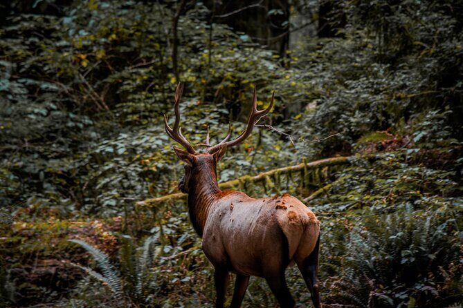 4 Hour Redwood National and State Park E Bike Adventure - Why This Tour Matters
