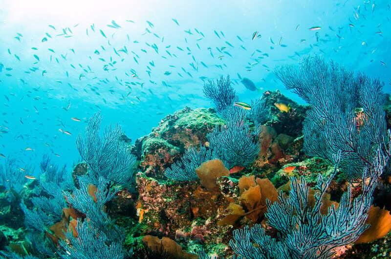 *4-Hour Roqueta Island Snorkeling, out of the Bay Experience - Final Thoughts