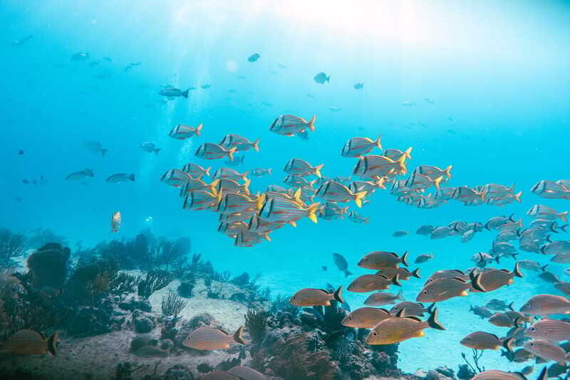 *4-Hour Roqueta Island Snorkeling, out of the Bay Experience - FAQ