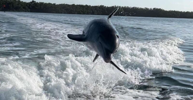 4 Hour  Snorkel & Sandbar Adventure - Introduction