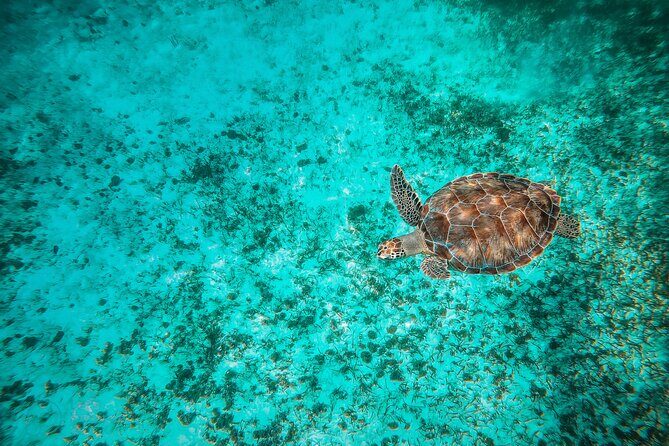 4 Hour Snorkeling Tour in Cozumel - What to Expect in Terms of Comfort and Logistics