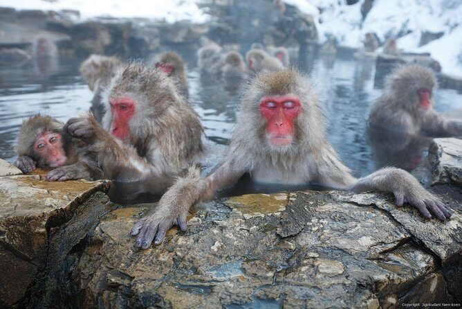4-hour Snow Monkey Park Tour, From/To Tokyo, 2-12 guests - The Experience in Detail