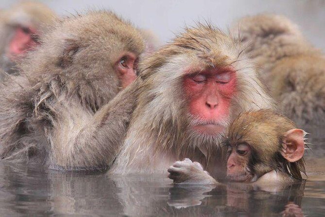 4-hour Snow Monkey Park Tour, From/To Tokyo, 2-12 guests - Who Is This Tour Best For?