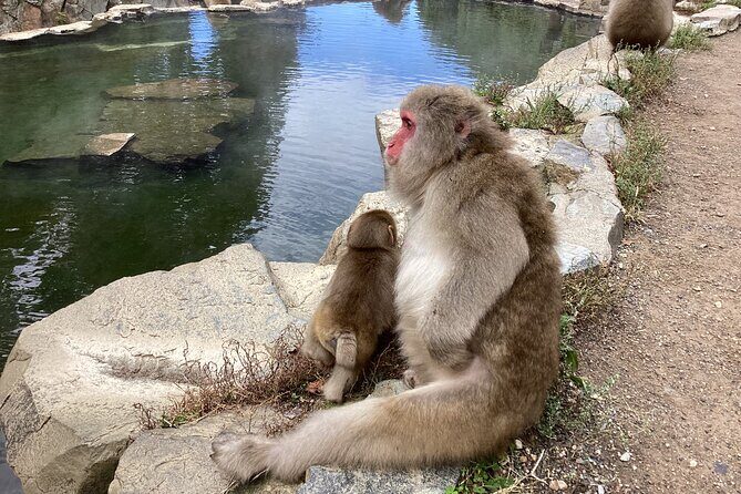 4-hour Snow Monkey Park Tour, From/To Tokyo, 2-12 guests - FAQ