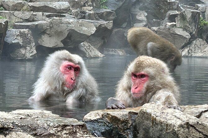 4-hour Snow Monkey Park Tour, From/To Tokyo, 2-12 guests - Final Thoughts