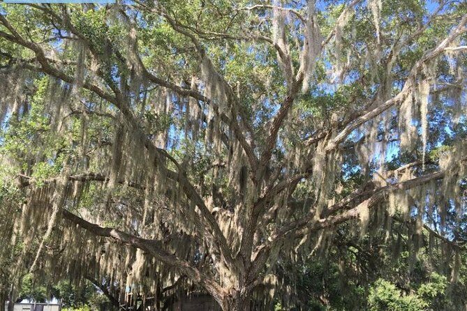 4-Hour Swamp Buggy Adventure Tour in Florida - Practical Tips for Your Tour