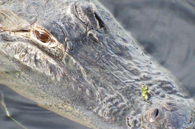4-Hour Swamp Buggy Adventure Tour in Florida - The Sum Up