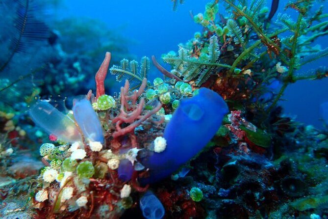 4-Hour Tulamben Private Diving USAT Liberty Ship Wreck and Coral - Who Should Consider This Tour?