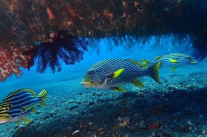 4-Hour Tulamben Private Diving USAT Liberty Ship Wreck and Coral - The Sum Up