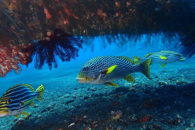 4-Hour Tulamben Private Diving USAT Liberty Ship Wreck and Coral - FAQs