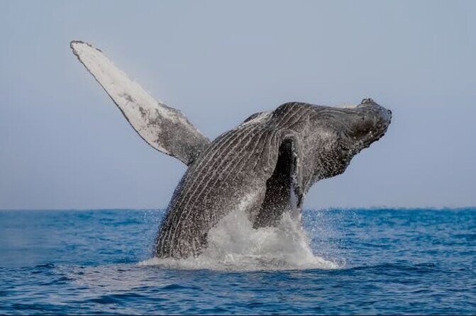 4-hour whale watching in magical Mazatlan - Real Traveler Insights: What People Are Saying