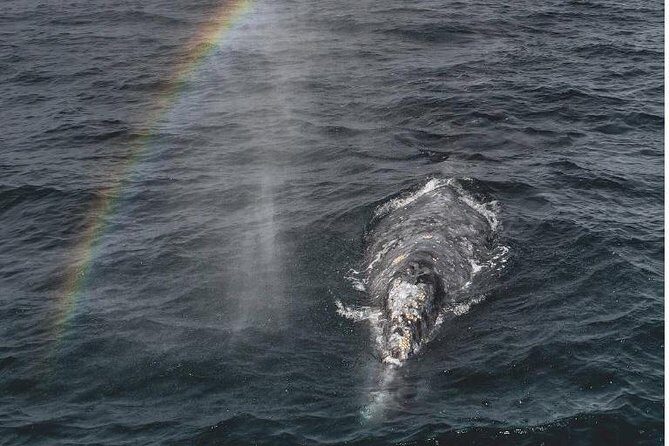 4 Hour Whale Watching Tour From Monterey - Introduction