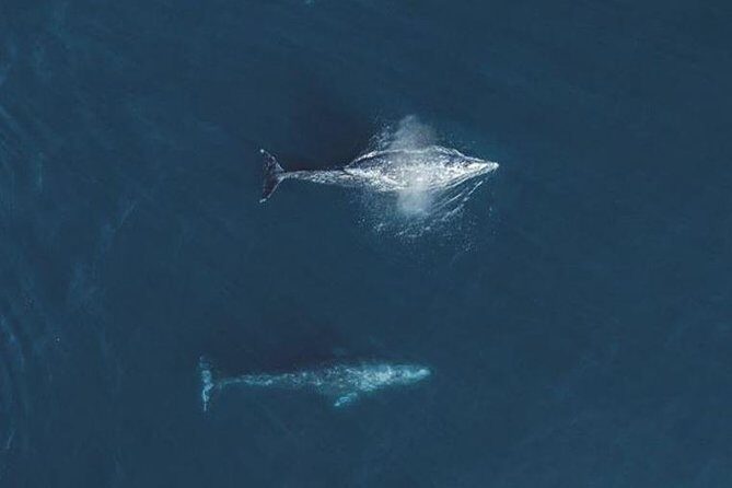 4 Hour Whale Watching Tour From Monterey - Analyzing the Value