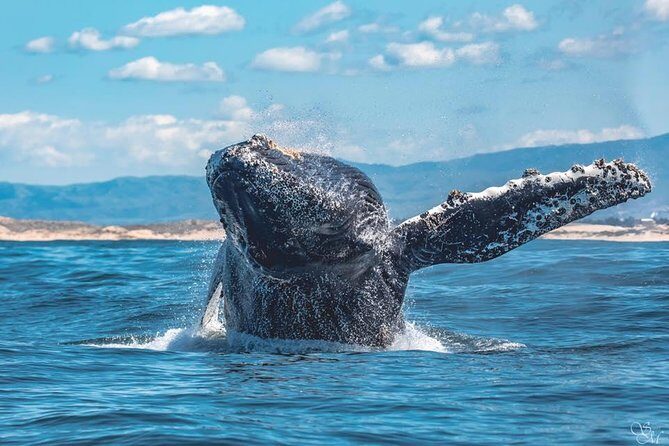4 Hour Whale Watching Tour From Monterey - FAQ