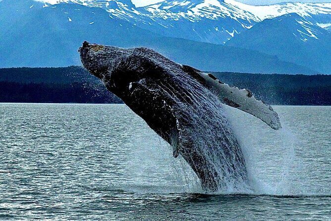 4-Hour Wildlife and Coastal Tour in Juneau, Alaska - A Practical Guide to the 4-Hour Wildlife and Coastal Tour in Juneau, Alaska