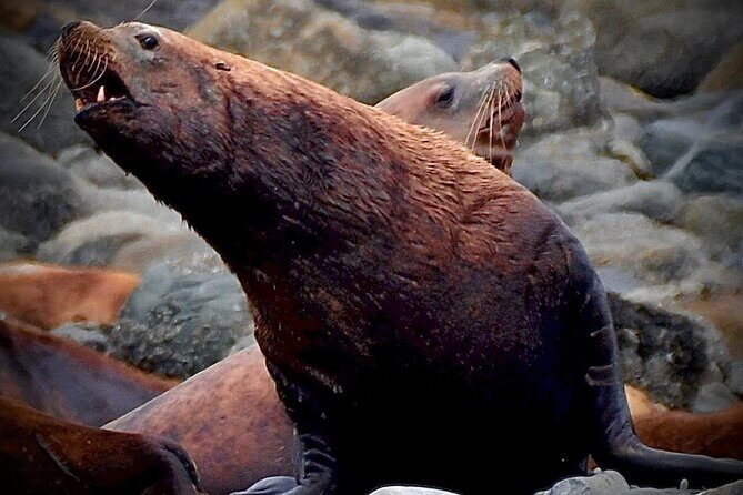 4-Hour Wildlife and Coastal Tour in Juneau, Alaska - An In-Depth Look at the Experience