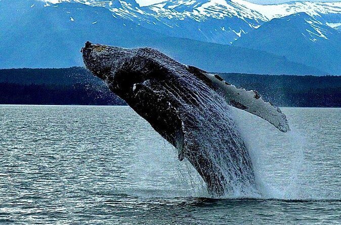 4-Hour Wildlife and Coastal Tour in Juneau, Alaska - The Groundstop at Mendenhall Glacier