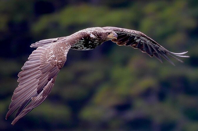 4-Hour Wildlife and Coastal Tour in Juneau, Alaska - Practical Details & Considerations