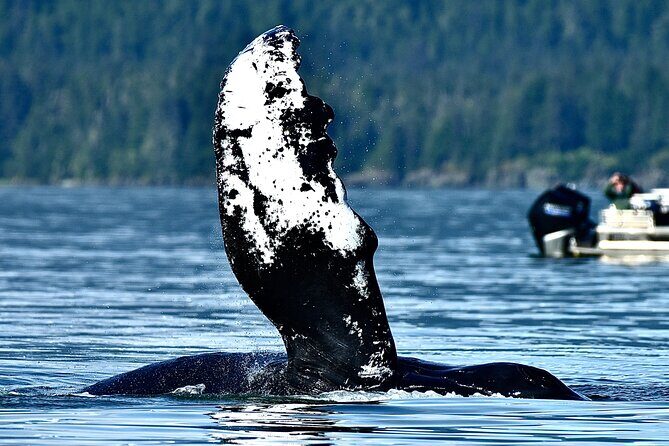 4-Hour Wildlife and Coastal Tour in Juneau, Alaska - Who Would Love This Tour?