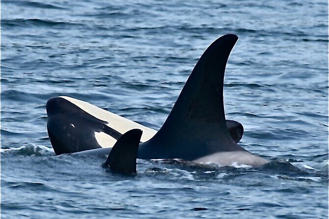 4-Hour Wildlife and Coastal Tour in Juneau, Alaska - Final Thoughts