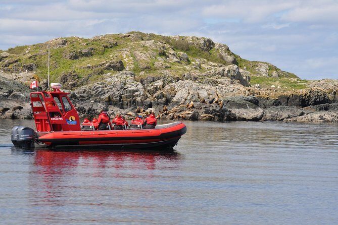 4 hour Zodiac Whale and Wildlife Tour - Key Points