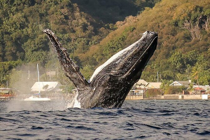 4 Hours of Humpback Whale Watching in Tahiti - Discovering Tahiti’s Humpback Whales: A Naturalist-Led Tour Worth Your Time
