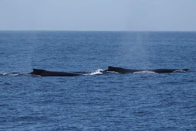 4 Hours of Humpback Whale Watching in Tahiti - FAQ – Your Questions Answered