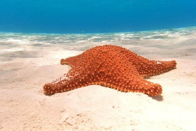 4 hours of shared snorkeling to El Cielo - Who Should Book This Tour?
