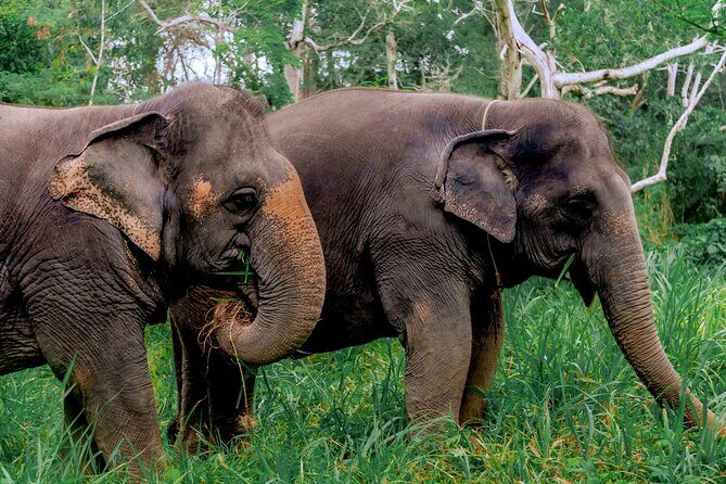 4-Hours Phuket Ethical Elephant Sanctuary Tour with Lunch - A Closer Look at the Phuket Elephant Sanctuary Tour