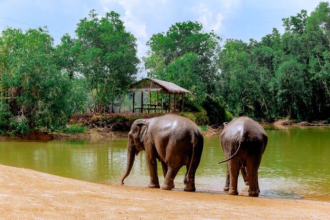 4-Hours Phuket Ethical Elephant Sanctuary Tour with Lunch - A Step-by-Step Breakdown of the Itinerary