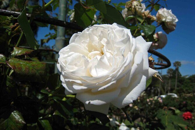 4 Hours Private City Tour in Auckland - Transportation and Group Size