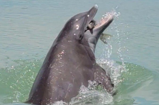 4 hours Private Eco Boat Tour Wildlife and Nature around islands - Whats Included and Whats Not?