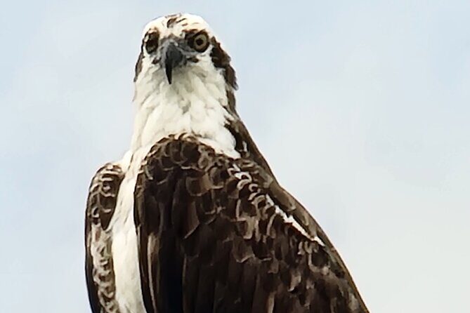 4 hours Private Eco Boat Tour Wildlife and Nature around islands - What Reviewers Say