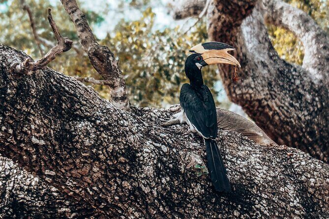 4 Hours Private Yala Safari Day Tour - The Real Value for Nature Lovers and Wildlife Enthusiasts