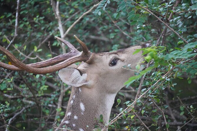 4 Hours Private Yala Safari Day Tour - FAQs