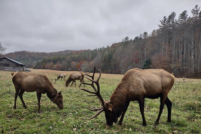 (4 HR) UTV ECO Elk Wilderness Adventure - FAQ