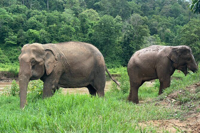 4 in 1 Elephants Long Neck Rafting and Sticky Waterfall Tour - An In-Depth Look at the Tour