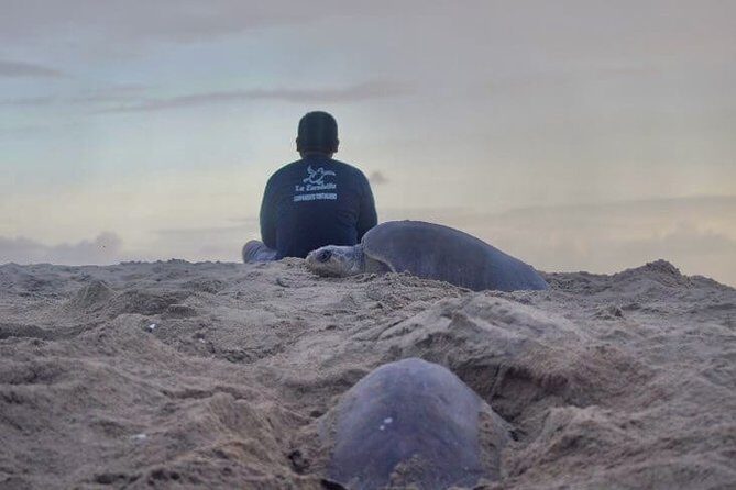 4 in 1 Tour - Mazunte, Cacao Factory, La Ventanilla National Park & Turtle Spawn - Introduction: Is This Tour Right for You?