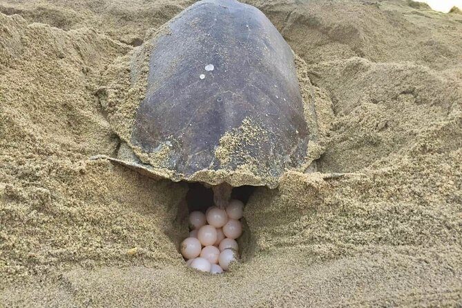 4 in 1 Tour - Mazunte, Cacao Factory, La Ventanilla National Park & Turtle Spawn - Value for Money and Practical Considerations