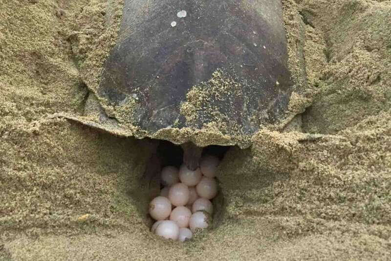 4-in-1 Tour - Mazunte, Cacao Factory & Turtle Spawn/Release - Exploring the 4-in-1 Tour - Mazunte, Cacao Factory & Turtle Release