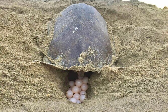 4-in-1 Tour - Mazunte,Cacao Factory, La Ventanilla & Turtle Spawn - Why This Tour Stands Out
