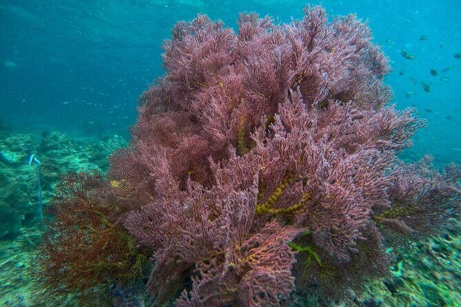 4-Island Wonders: Emerald Cave&Koh Kradan Day Tour by Opal Travel - Who Will Love This Tour?