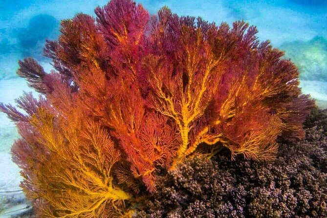 4 Islands Sunset + Plankton by Speedboat - Small Group of 12 - FAQs