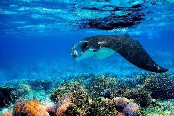 4 Point Snorkeling Nusa Penida from Bali - Getting to the Action: What to Expect from This Tour