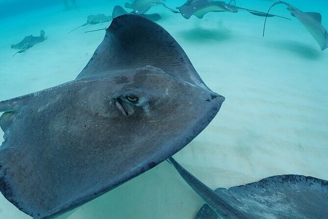 4-Stop Stingray, Snorkel, Star Fish & 7 Mile Beach (Family Owned) - FAQ