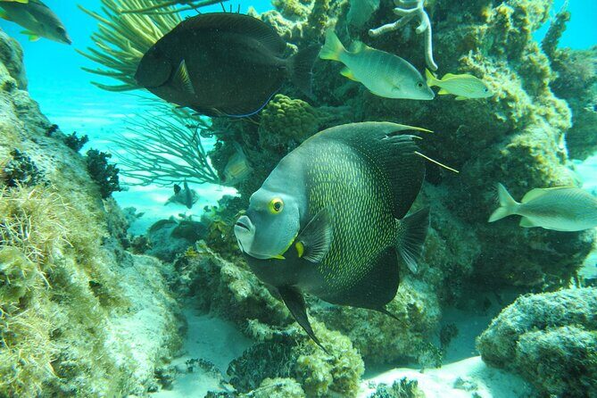 4 Stops Tour: Stingray, Snorkeling, Starfish & 7 Mile Beach - Who Will Enjoy This Tour?