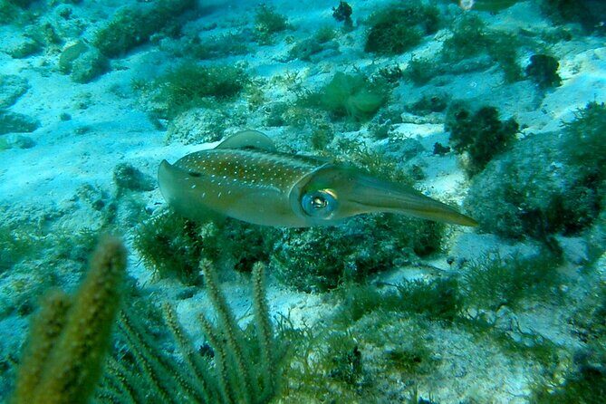 4 Stops Tour: Stingray, Snorkeling, Starfish & 7 Mile Beach - FAQ