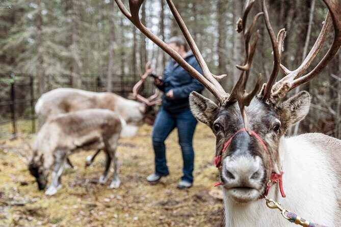 45 Minute Private Reindeer Tour - What Makes This Tour Special?
