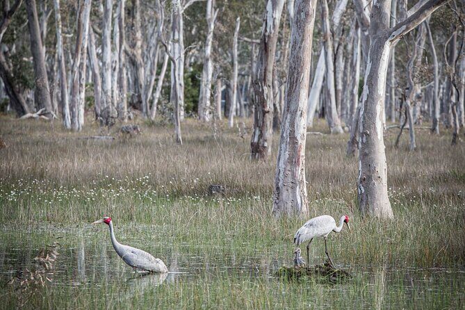 45 Minutes Private Tour at Warrawindi Farms - What You Can Expect on the Farm: A Balanced Breakdown